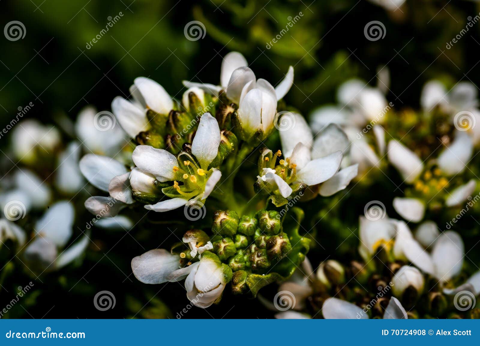 Scurvy grass stock photo. Image of environment, cochleria - 70724908