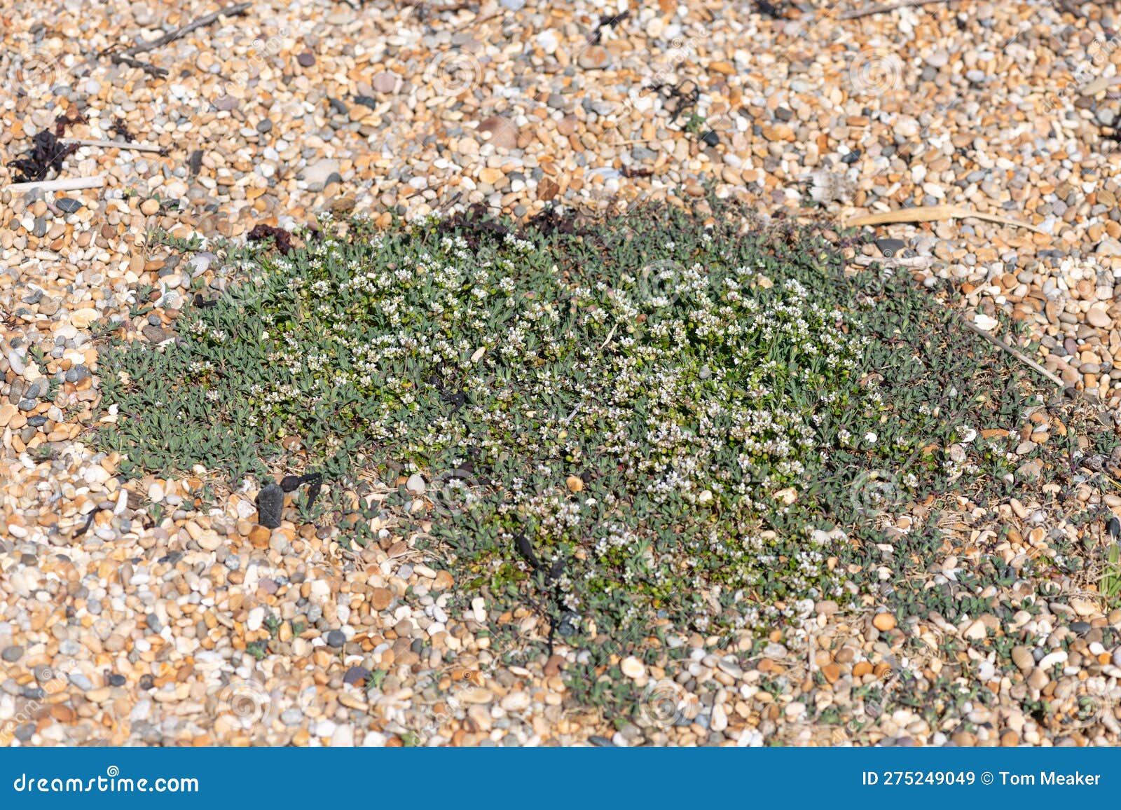 Scurvygrass (cochlearia Officinalis) Flowers Stock Image - Image of ...