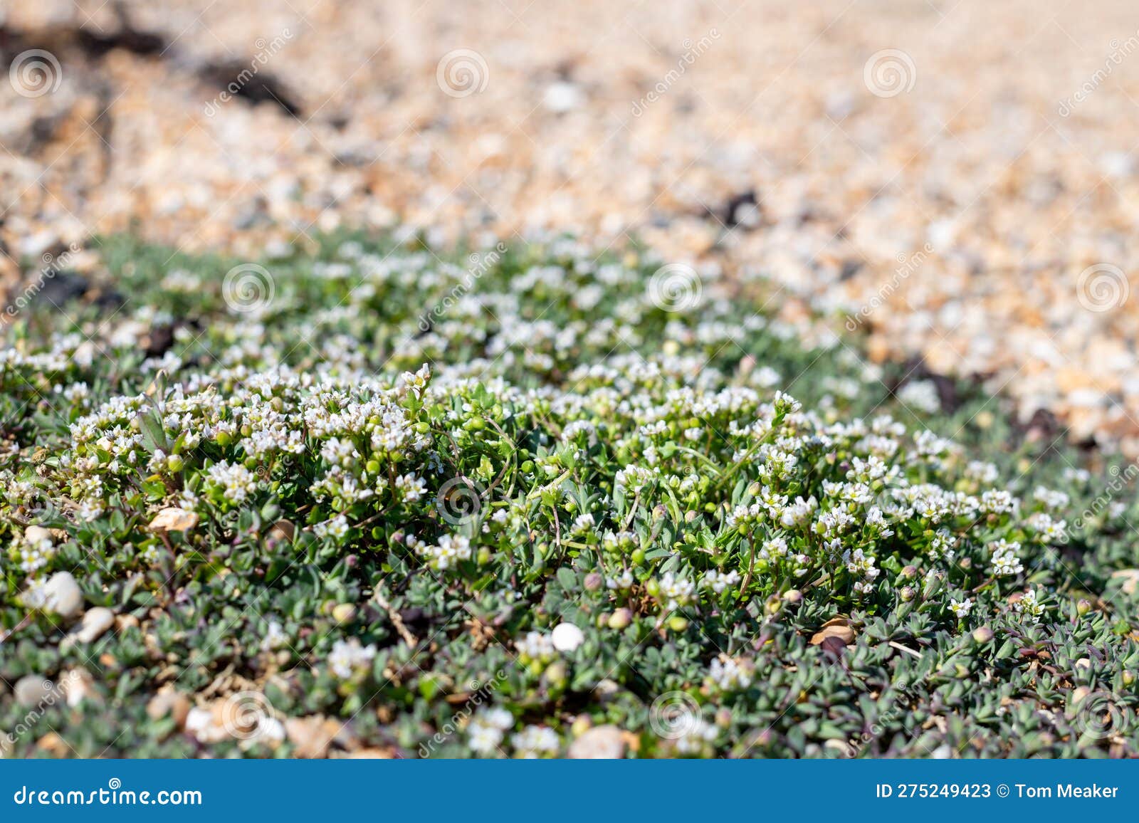 Scurvygrass (cochlearia Officinalis) Flowers Stock Image - Image of ...