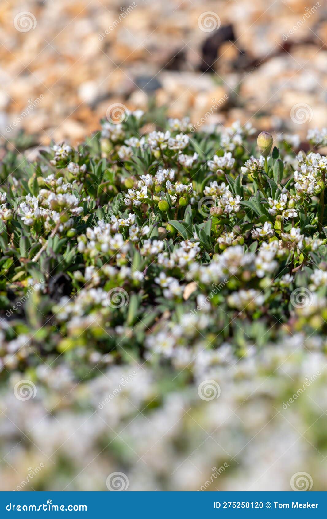 Scurvygrass (cochlearia Officinalis) Flowers Stock Photo - Image of ...