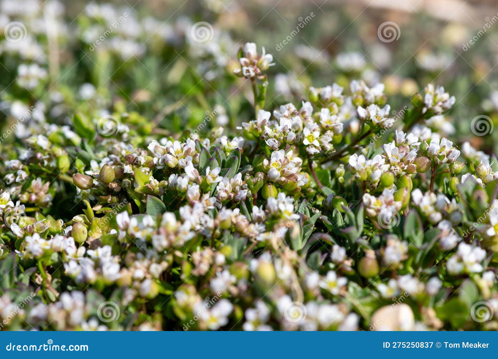 Scurvygrass (cochlearia Officinalis) Flowers Stock Image - Image of ...