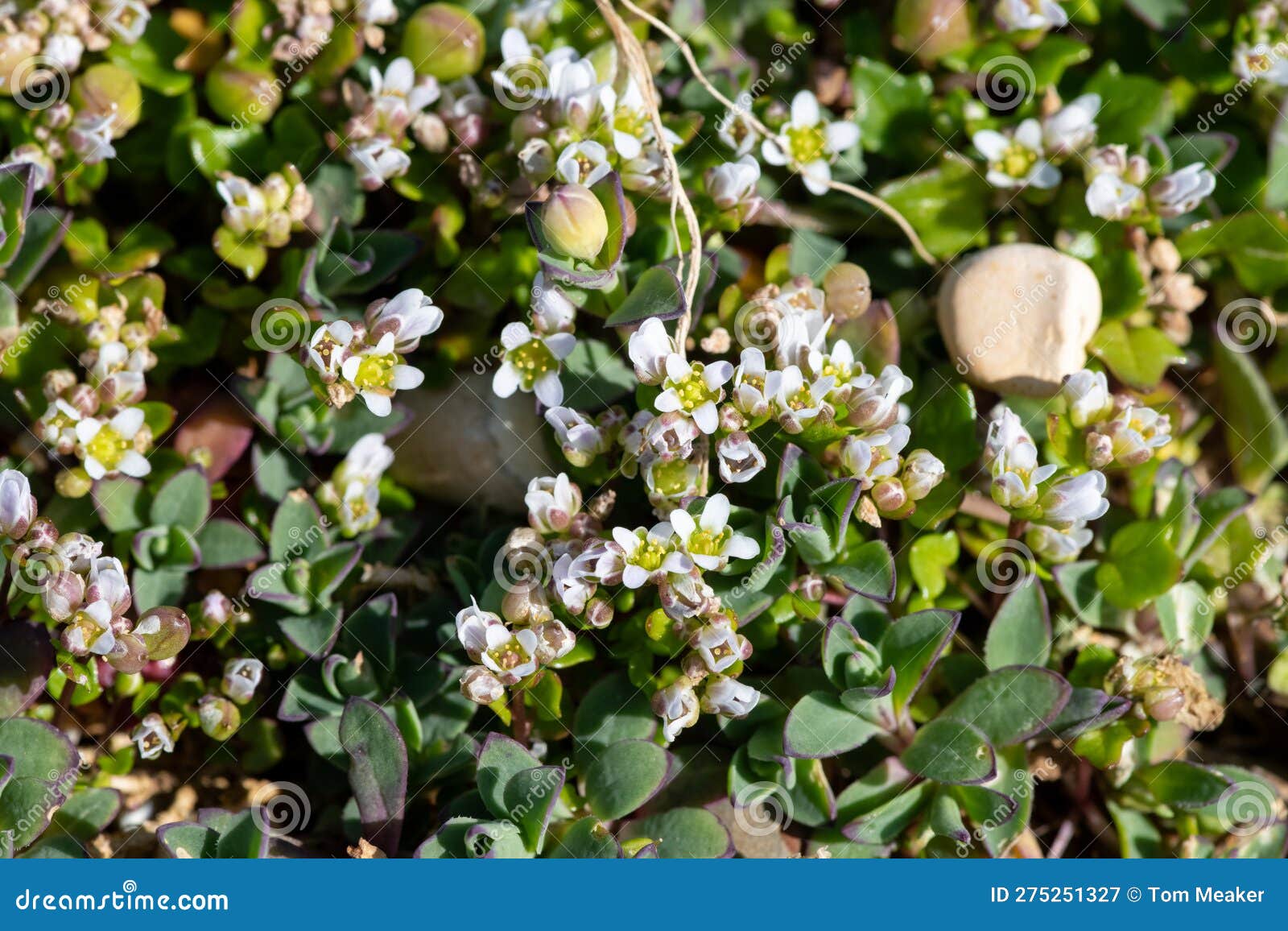 Scurvygrass (cochlearia Officinalis) Flowers Stock Image - Image of ...