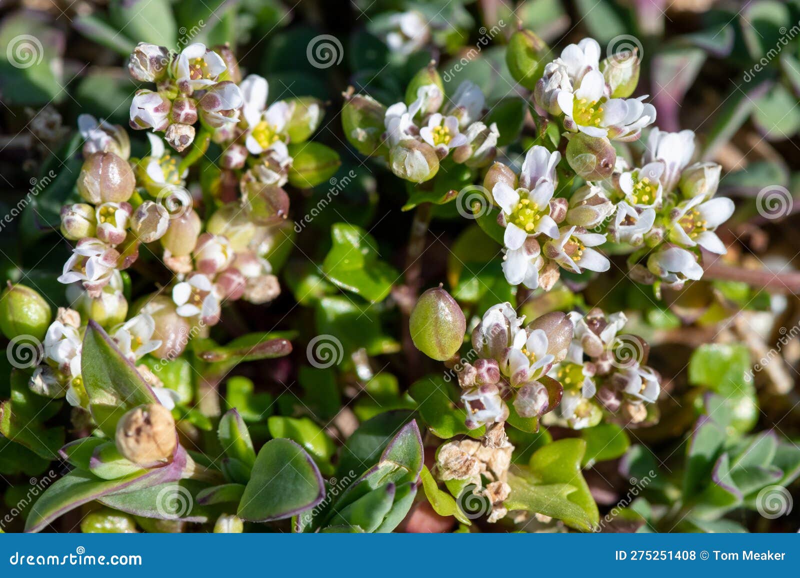 Scurvygrass (cochlearia Officinalis) Flowers Stock Photo - Image of ...