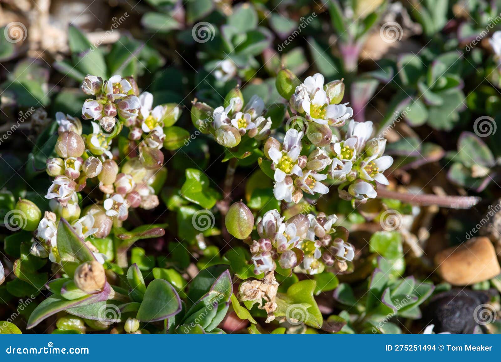 Scurvygrass (cochlearia Officinalis) Flowers Stock Photo - Image of ...