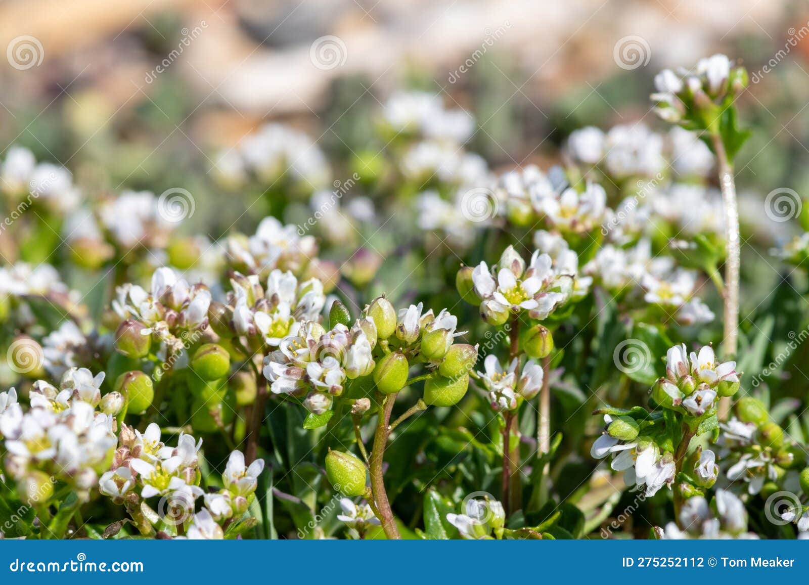 Scurvygrass (cochlearia Officinalis) Flowers Stock Photo - Image of ...