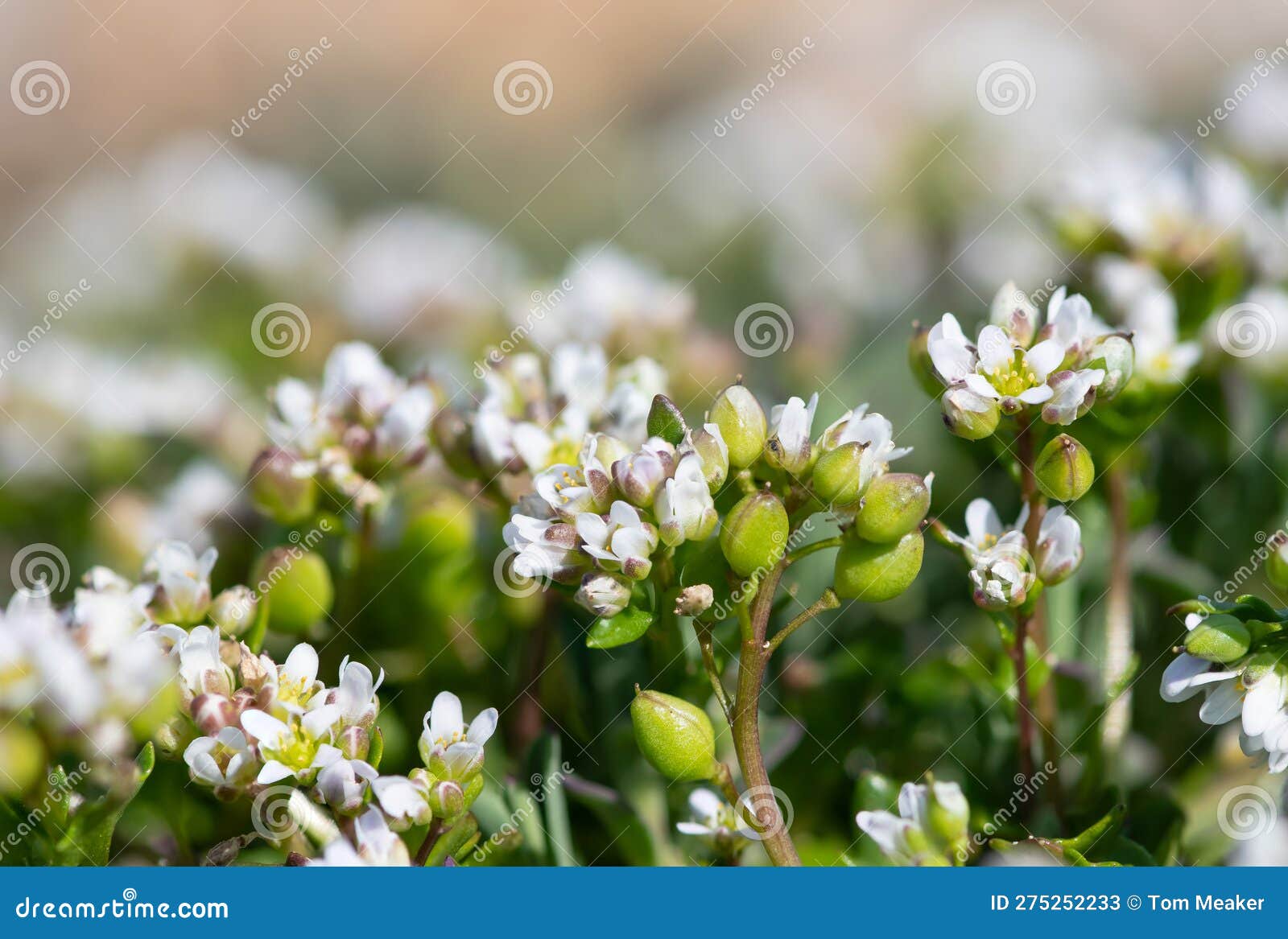 Scurvygrass (cochlearia Officinalis) Flowers Stock Image - Image of ...