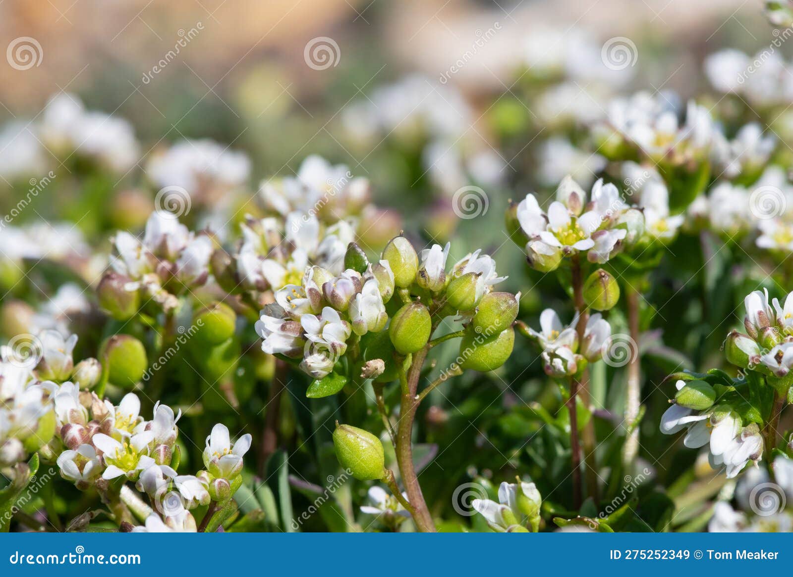 Scurvygrass (cochlearia Officinalis) Flowers Stock Image - Image of ...