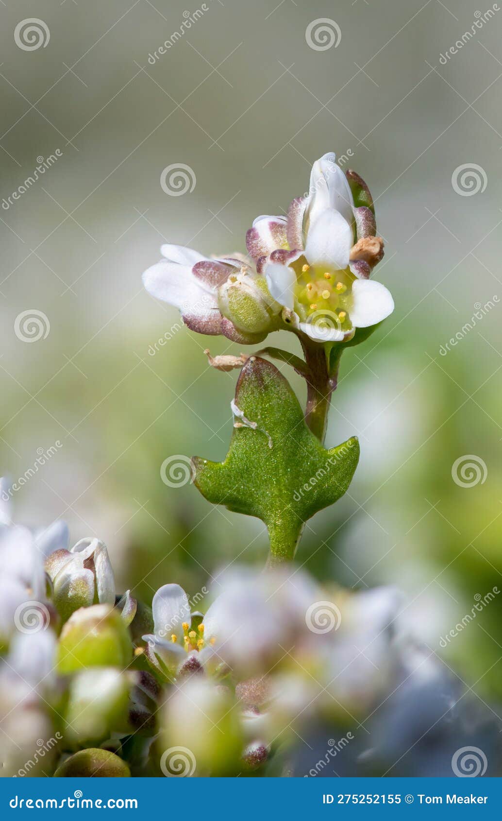Scurvygrass (cochlearia Officinalis) Flowers Stock Image - Image of ...