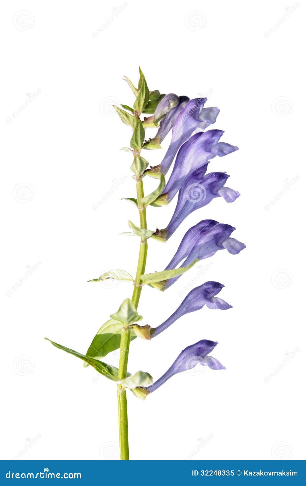 Scutellaria Baicalensis (Baikal Skullcap) Stock Image - Image of ...