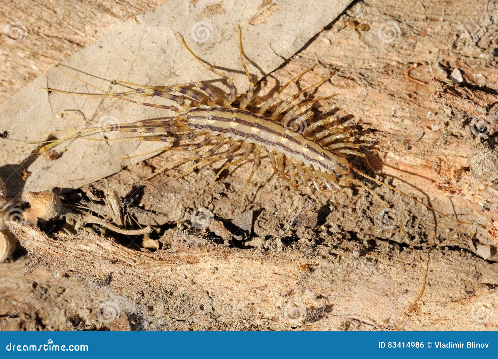 Scutigera on the bark stock photo. Image of scutigera - 83414986