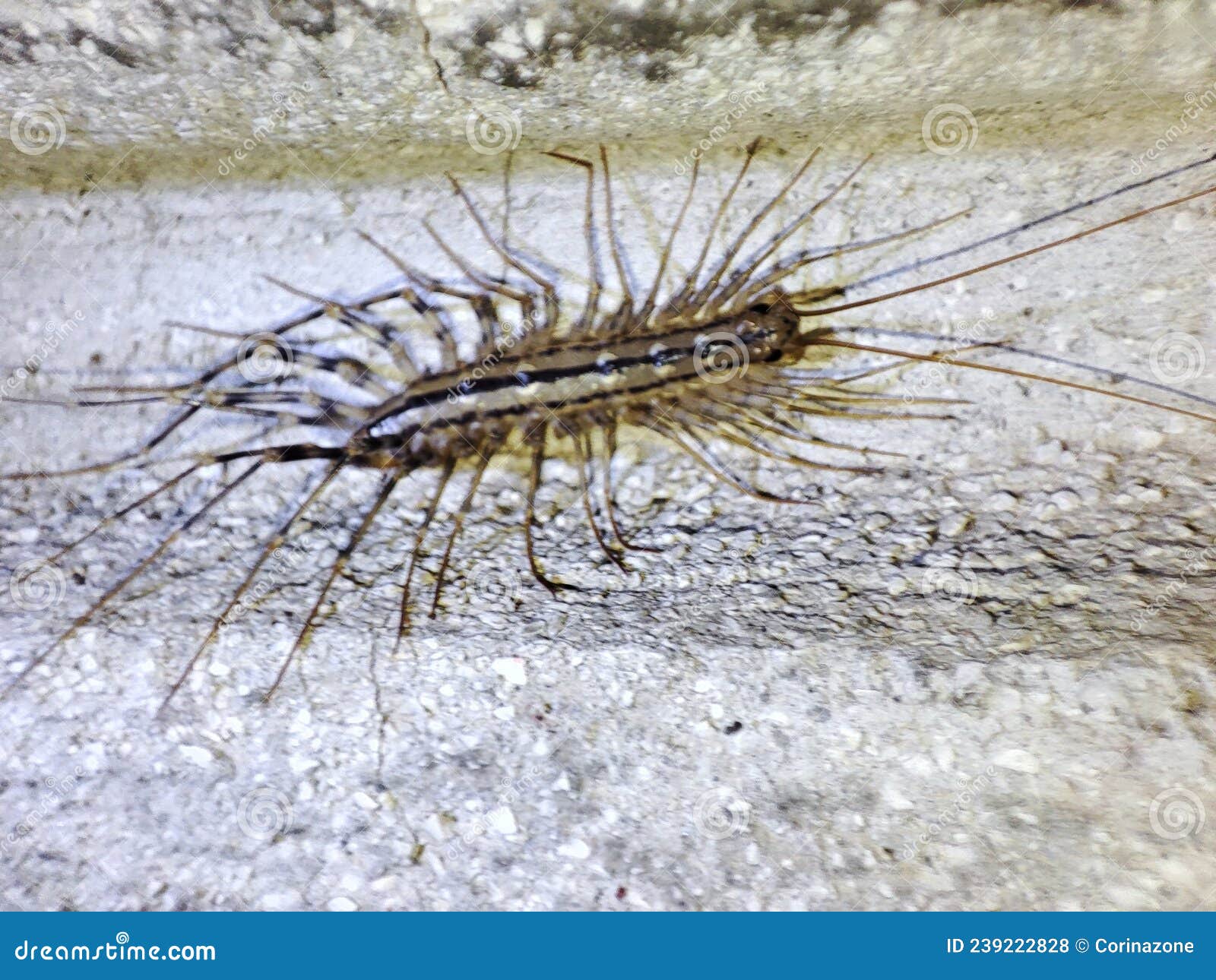 Scutigera coleoptrata stock photo. Image of coleoptrata - 239222828