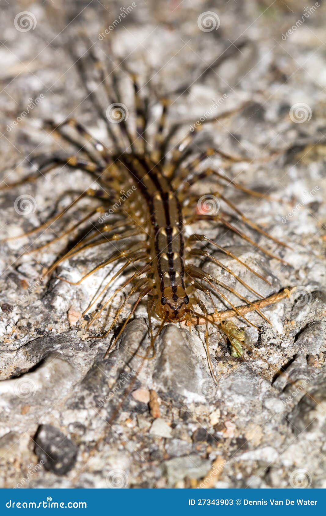Scutigera coleoptrata stock image. Image of background - 27343903