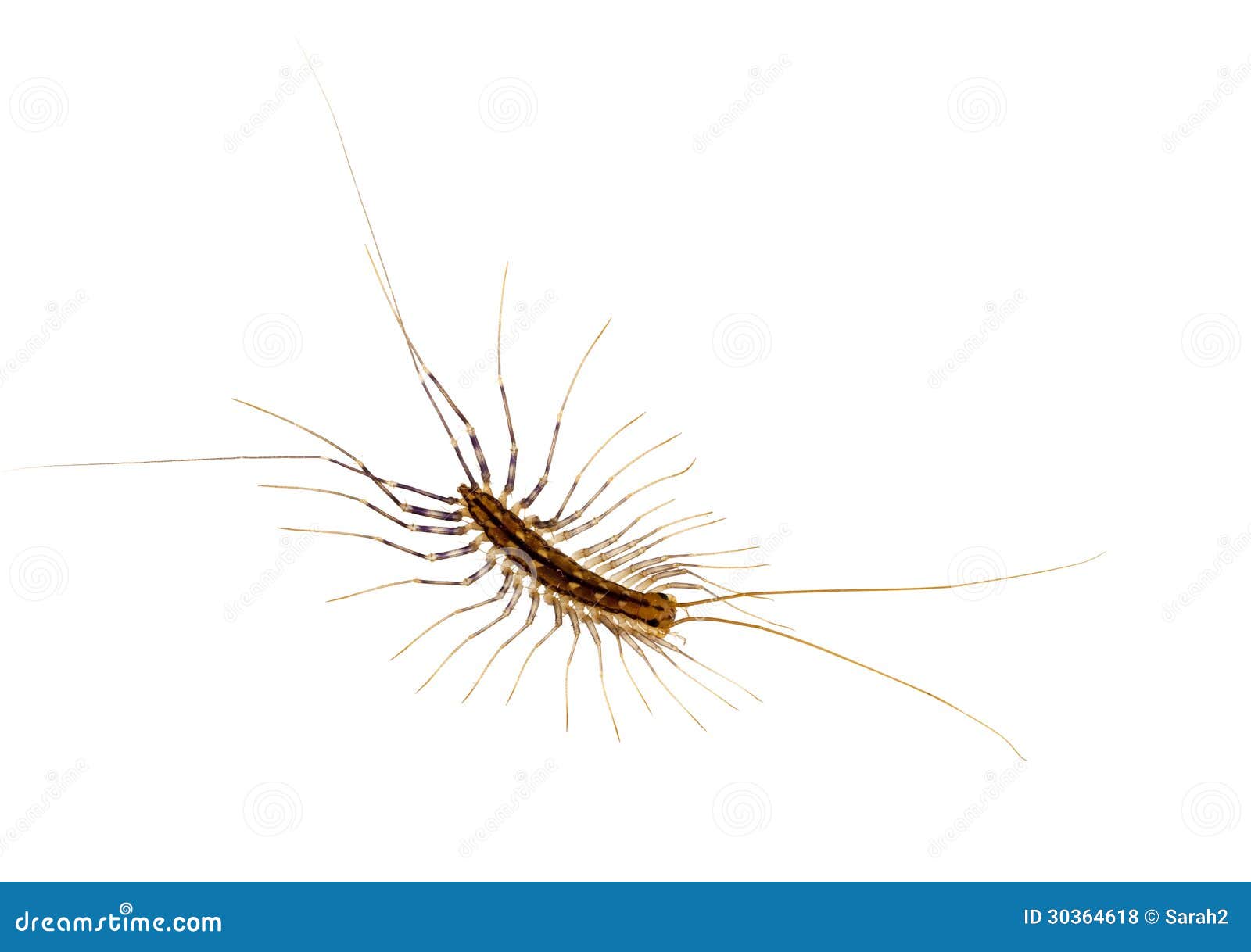 Scutigera Coleoptrata - House Centipede Isolatedover White Background ...