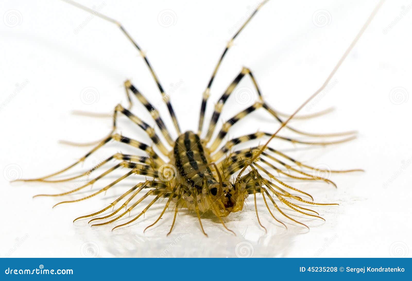 Scutigera coleoptrata stock photo. Image of coleoptrata - 45235208