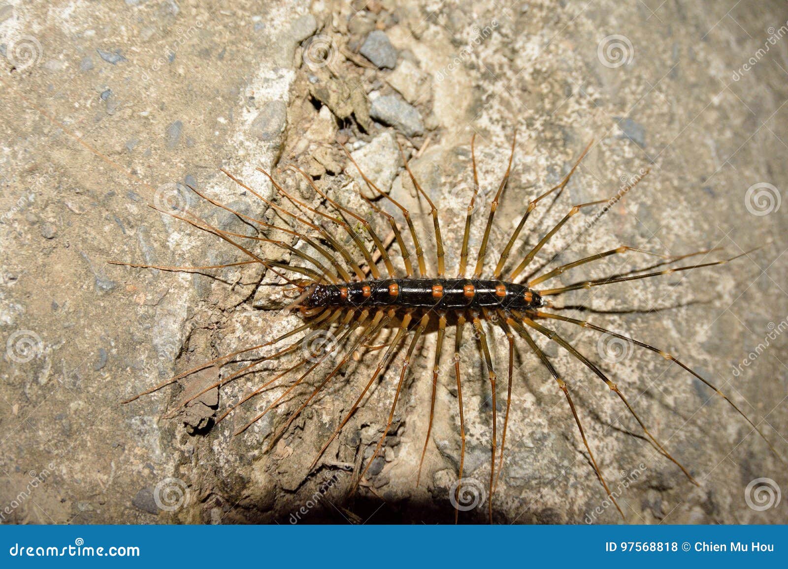 Scutigera Coleoptrata & X28;Italian Scolopendra Or Millipede ...