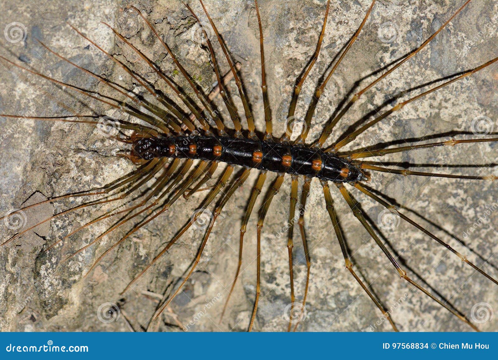 Scutigera coleoptrata stock photo. Image of insectivore - 97568834