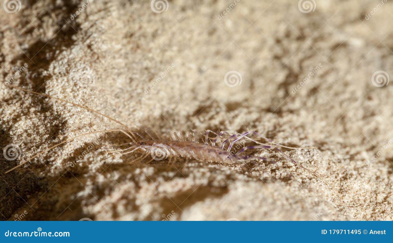 Scutigera hide in sand stock image. Image of body, carnivore - 179711495