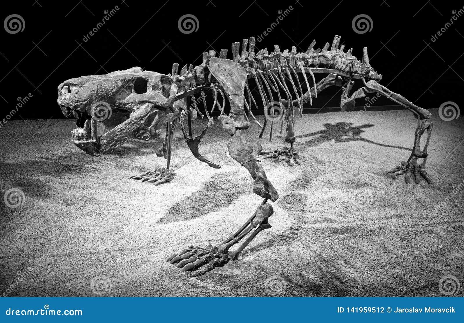 Scutosaurus Skeleton