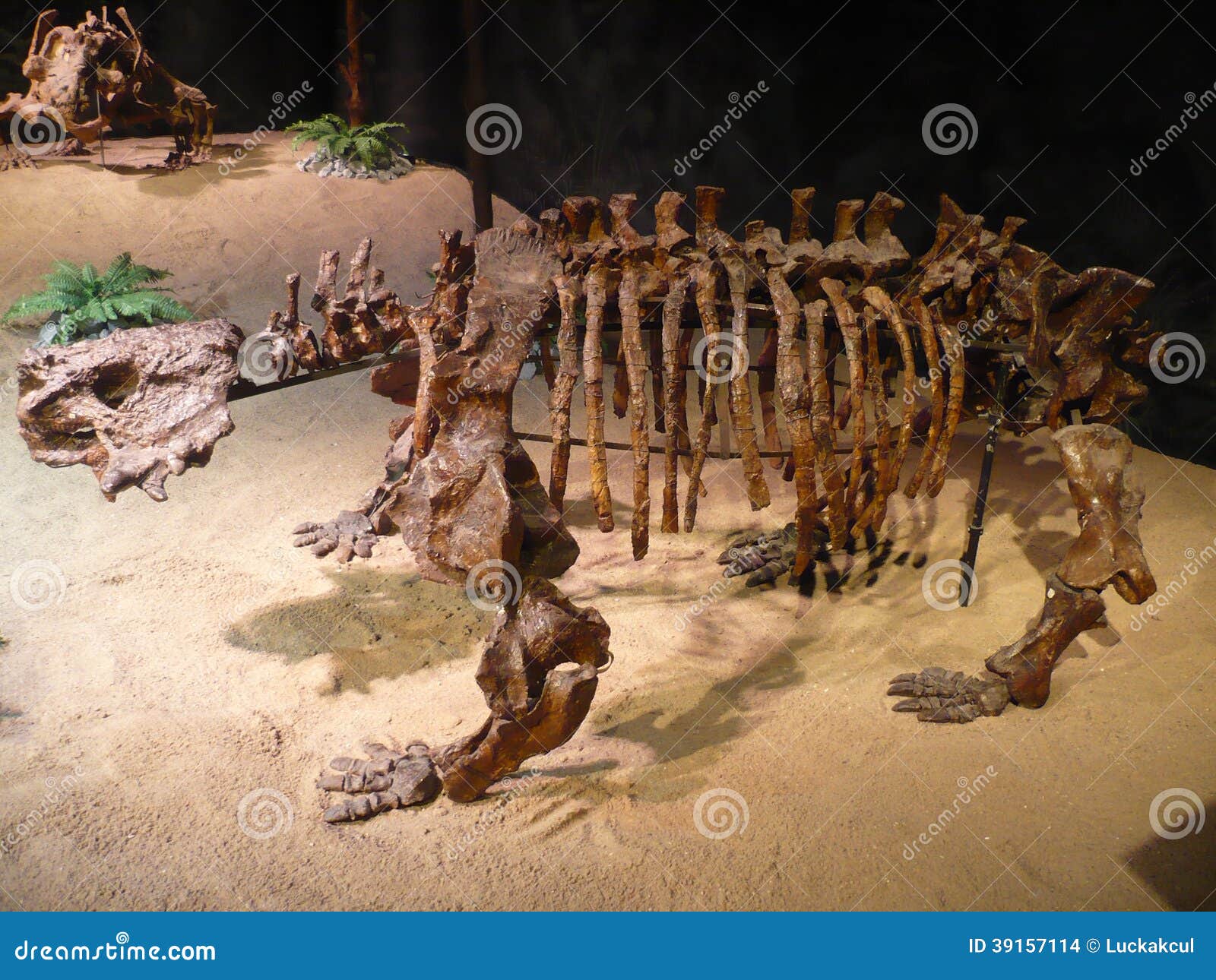 The Scutosaurus Karpinskii - Real Skeleton Stock Photo - Image of ...