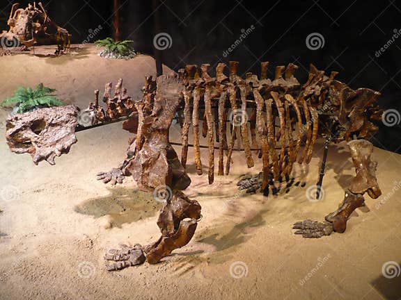 The Scutosaurus Karpinskii - Real Skeleton Stock Photo - Image of ...