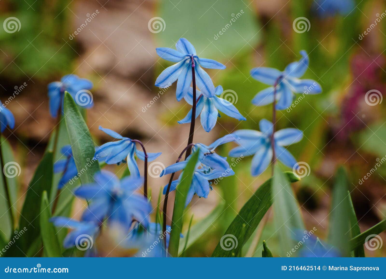 Scylla Flower in the Spring Forest Stock Photo - Image of beautiful ...
