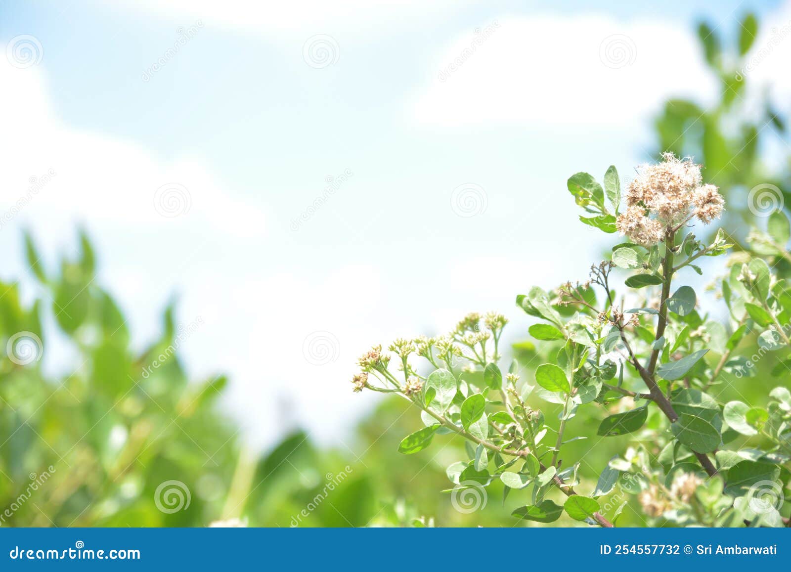 Scyphiphora hydrophyllacea stock photo. Image of green - 254557732