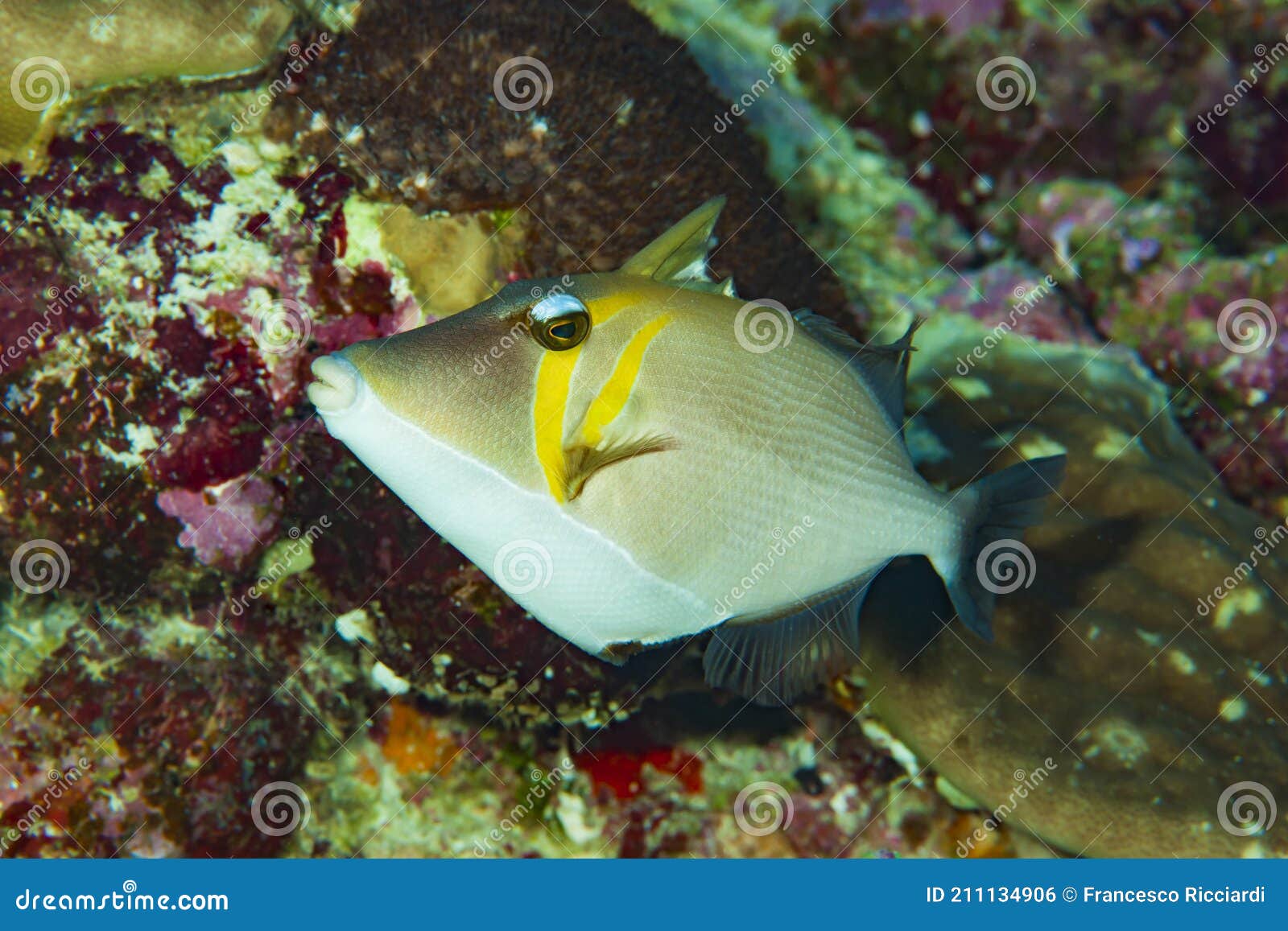 Scythe Triggerfish Sufflamen Bursa Stock Photo - Image of vertebrate ...