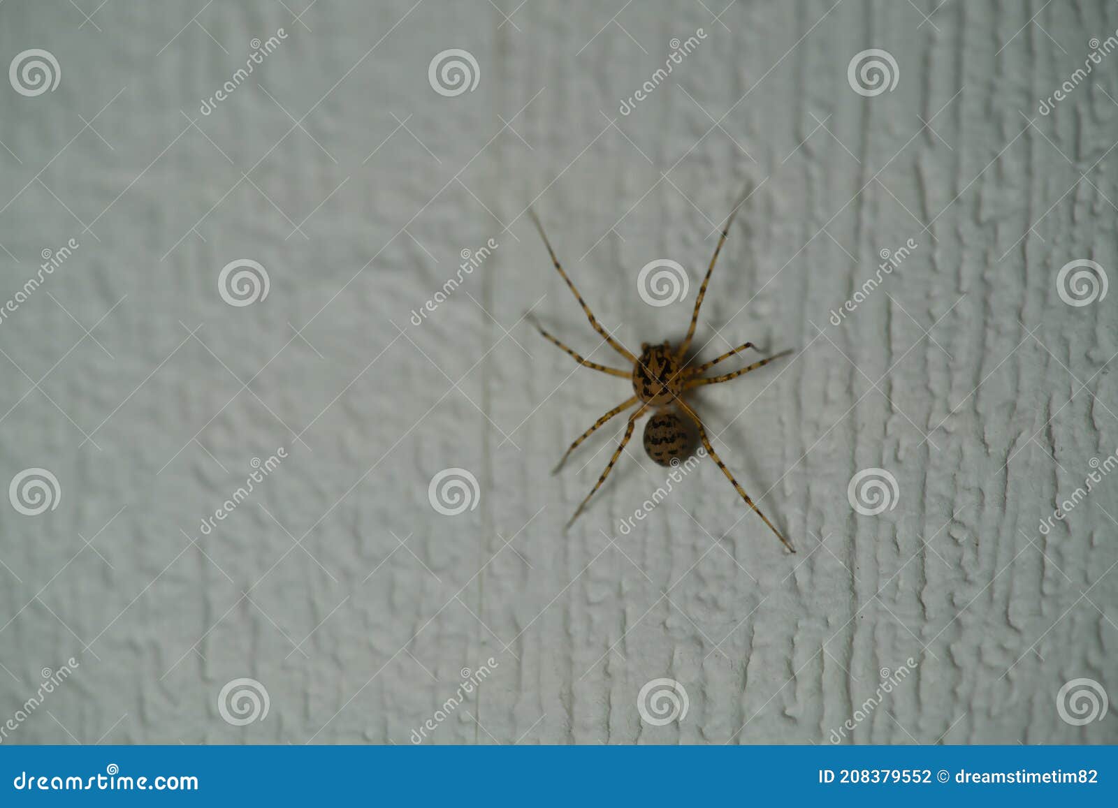 Scytodes Univittata Spider Walking on a White Wall Stock Photo - Image ...