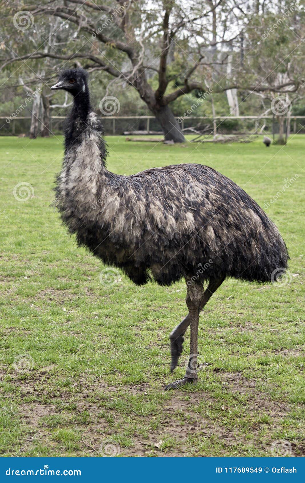An Australian emu stock image. Image of long, australia - 117689549