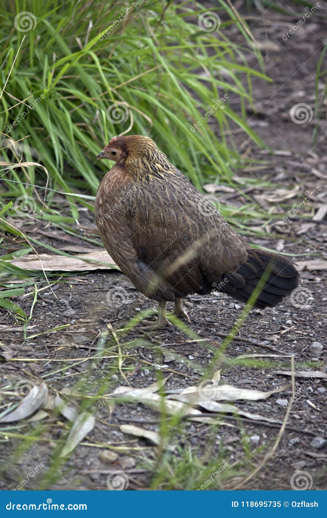 Side view chicken stock image. Image of wandering, australia - 118695735