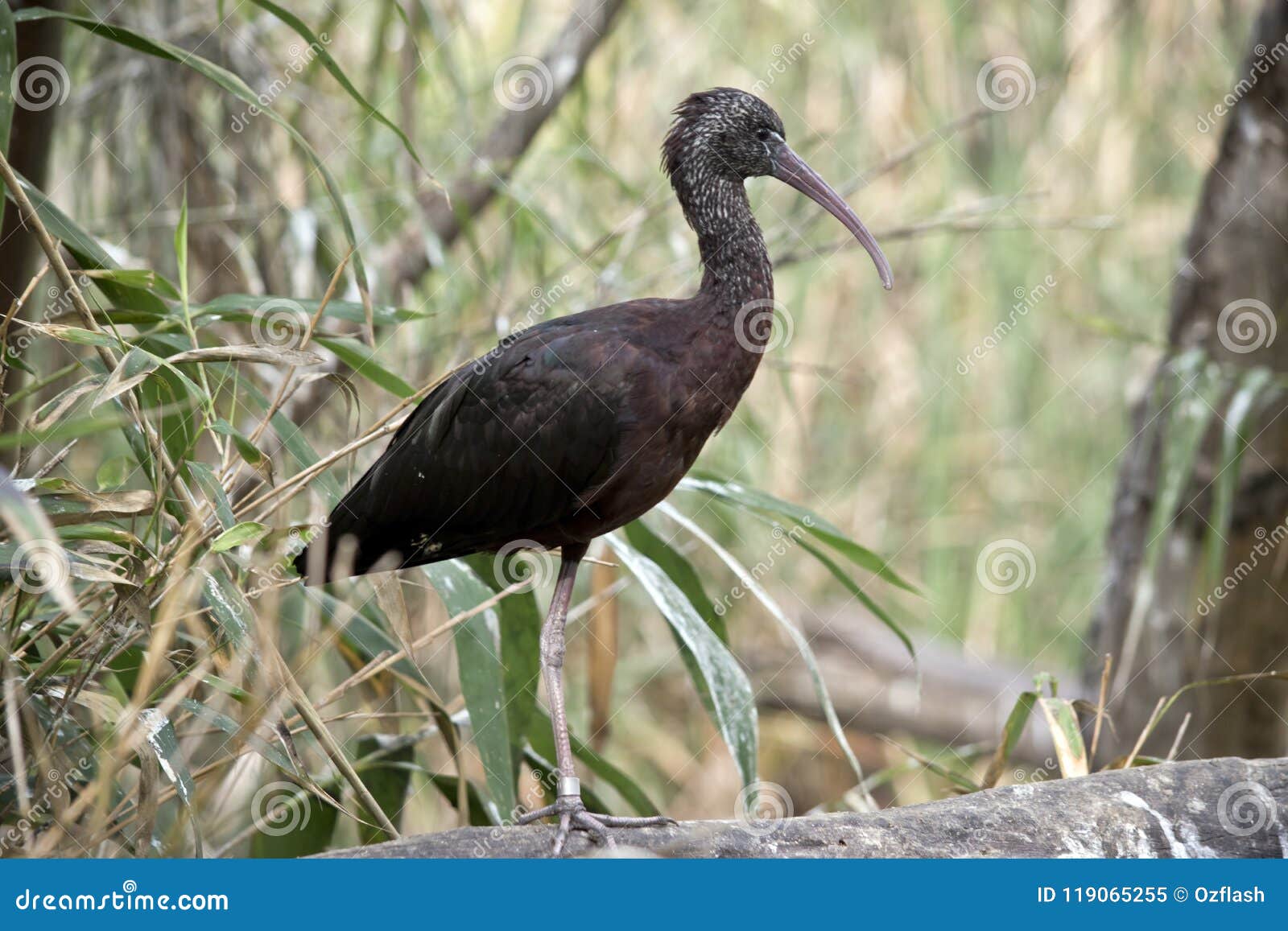 A glossy ibis stock image. Image of legs, view, feathers - 119065255