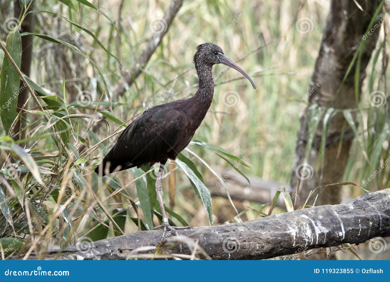 A glossy ibis stock image. Image of australia, legs - 119323855