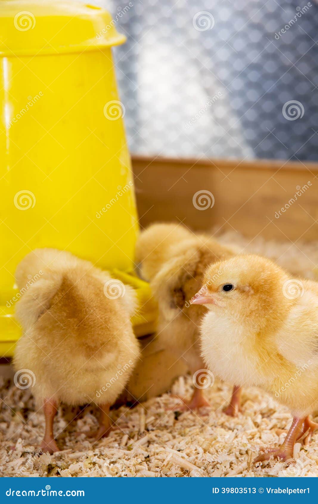 Se alimentan los pollos imagen de archivo. Imagen de alimento - 39803513