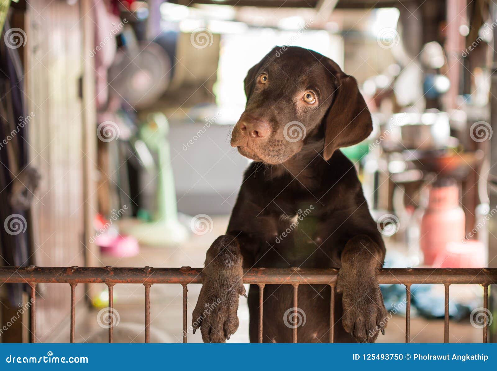 Se atrapa el perro joven foto de archivo. Imagen de cara - 125493750