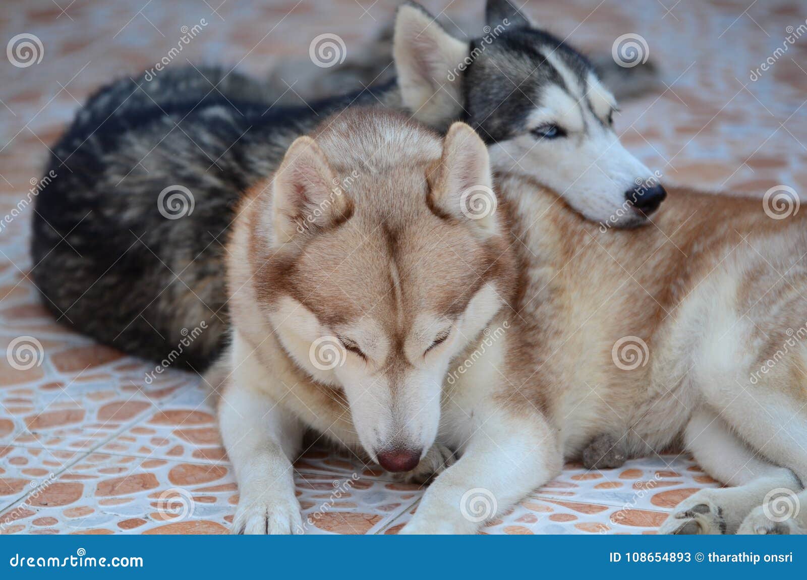 Se atrapa el perro lindo imagen de archivo. Imagen de jaula - 108654893