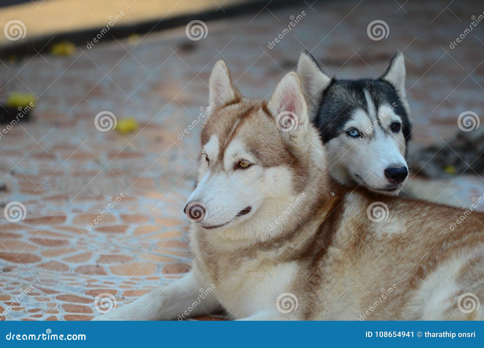 Se atrapa el perro lindo imagen de archivo. Imagen de perrera - 108654941