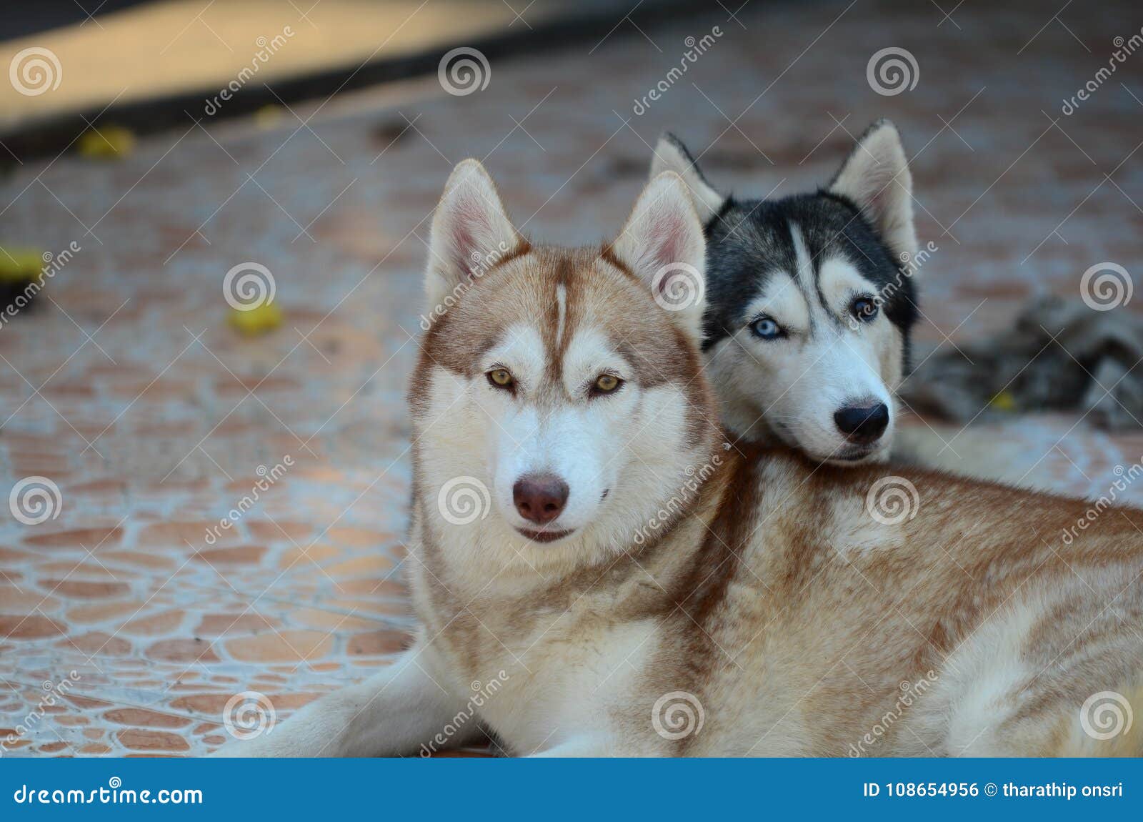 Se atrapa el perro lindo foto de archivo. Imagen de pista - 108654956
