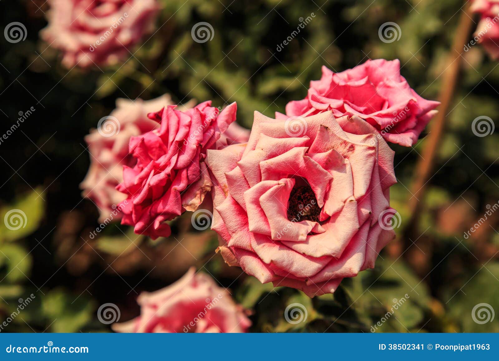 Se Marchita La Rosa Del Rosa Imagen de archivo - Imagen de rojo, verde ...