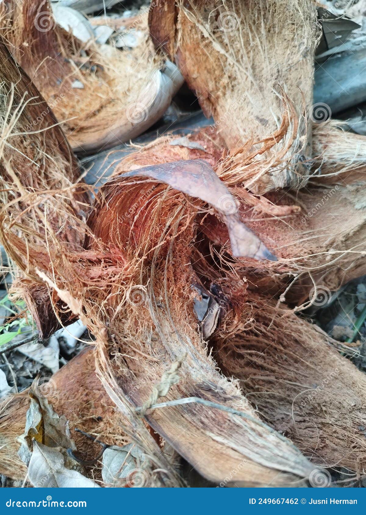 Se Puede Usar Coco De Coco Para Encender Un Fuego Foto de archivo ...