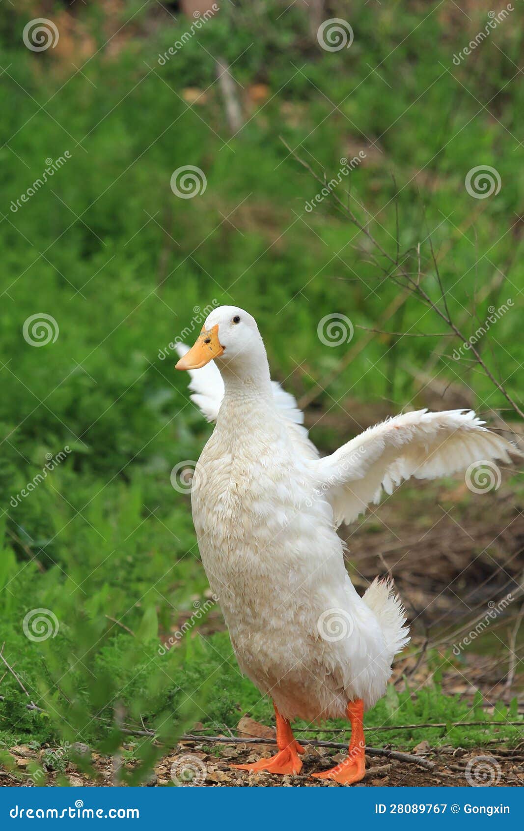 Se Va Volando El Pato Blanco Imagen de archivo - Imagen de alas ...