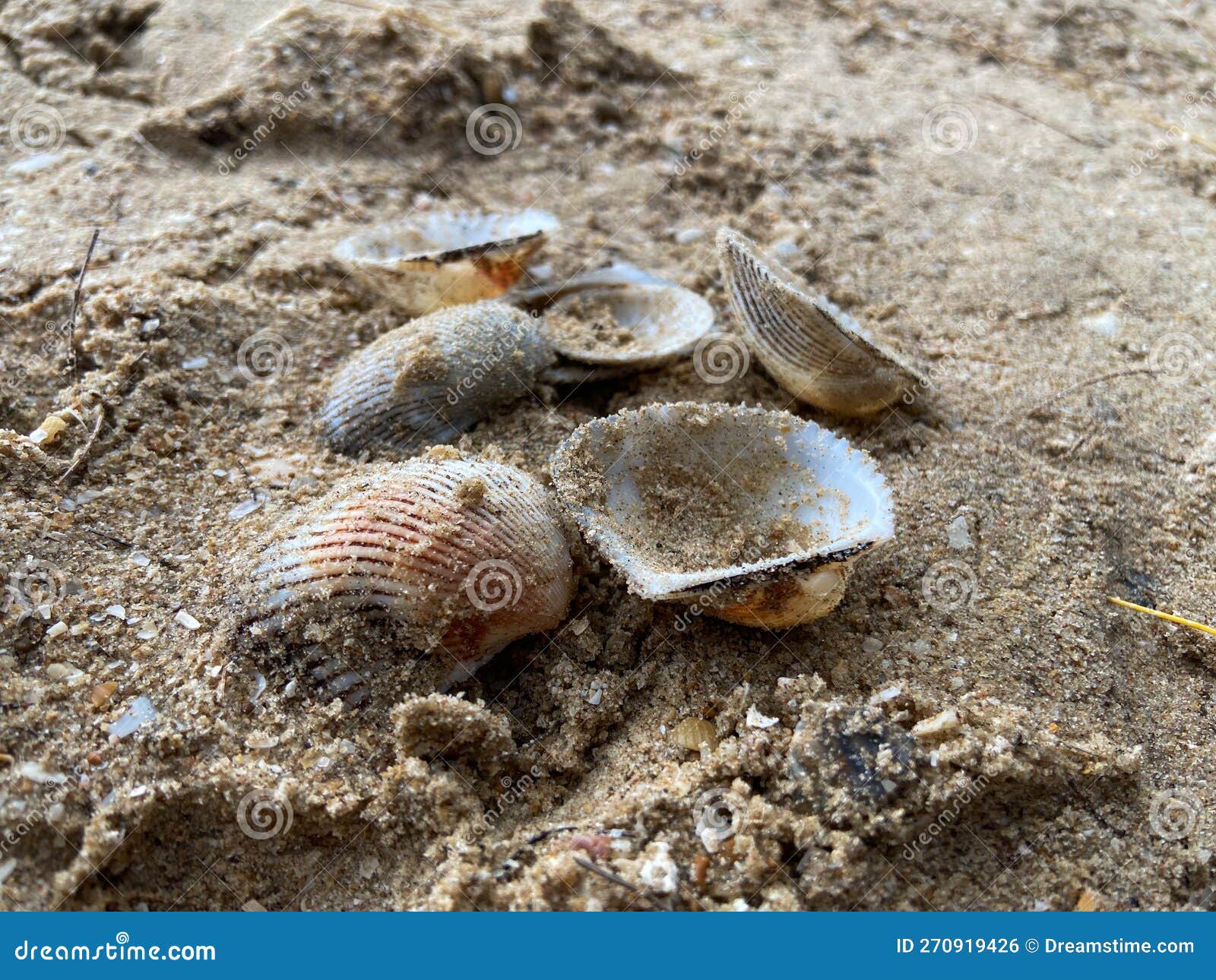 Sea Shells on the Sand on the Beach in Various Shapes Stock Photo ...