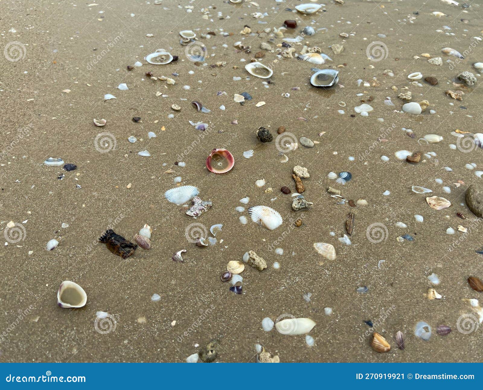 Sea Shells on the Sand on the Beach in Various Shapes Stock Image ...
