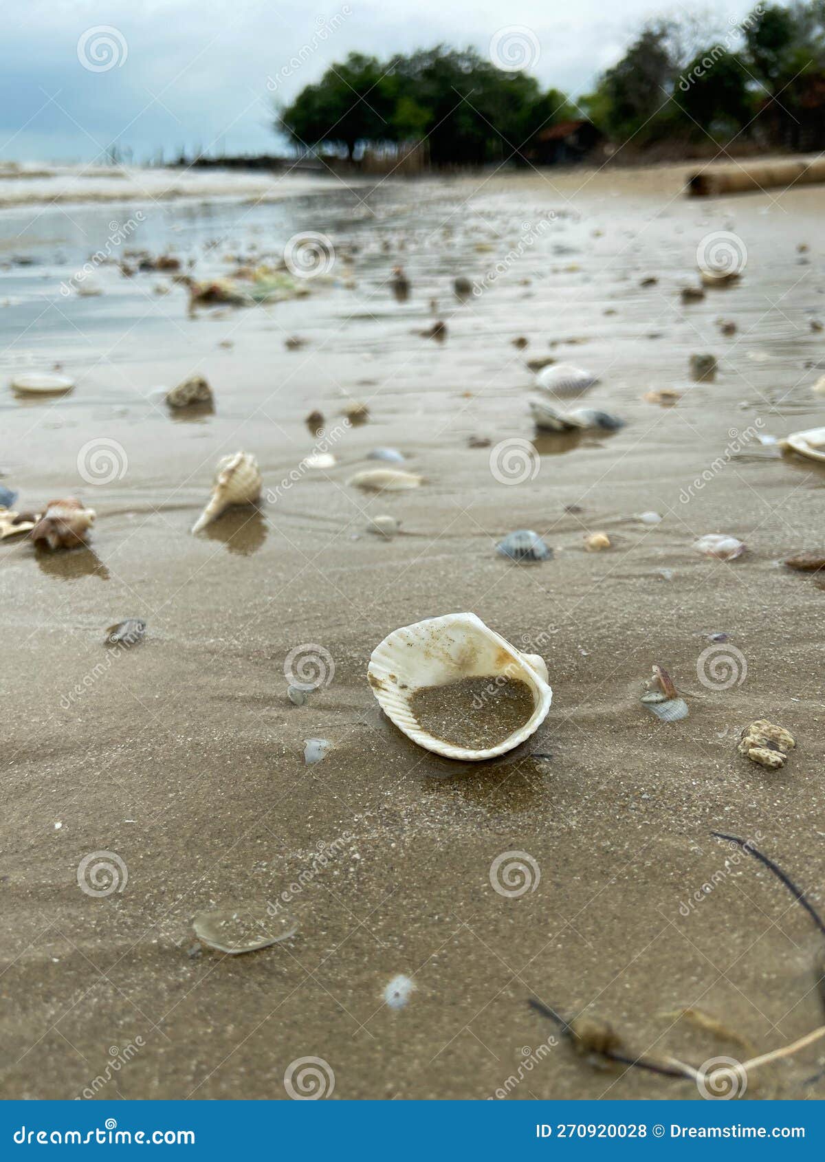 Sea Shells on the Sand on the Beach in Various Shapes Stock Photo ...
