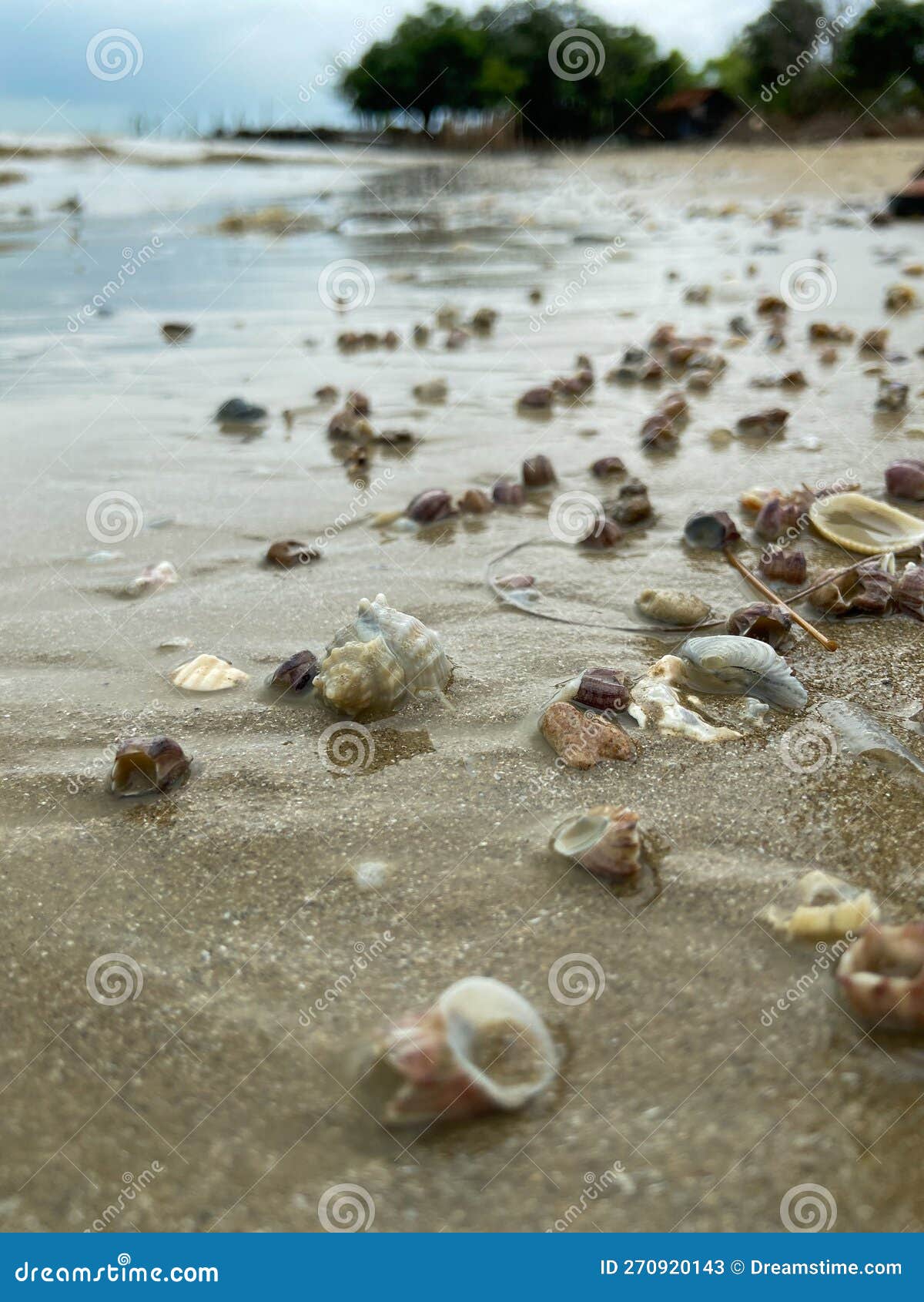 Sea Shells on the Sand on the Beach in Various Shapes. Stock Image ...