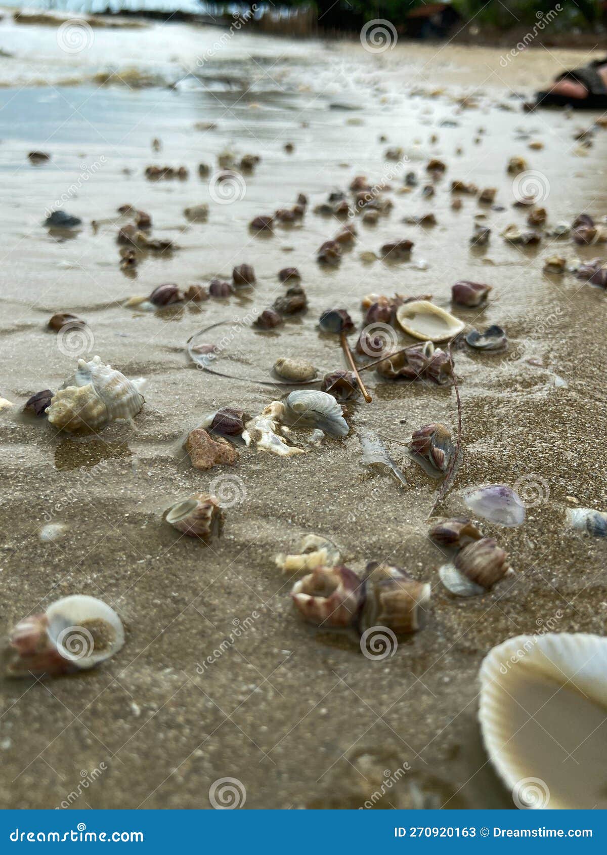 Sea Shells on the Sand on the Beach in Various Shapes Stock Image ...