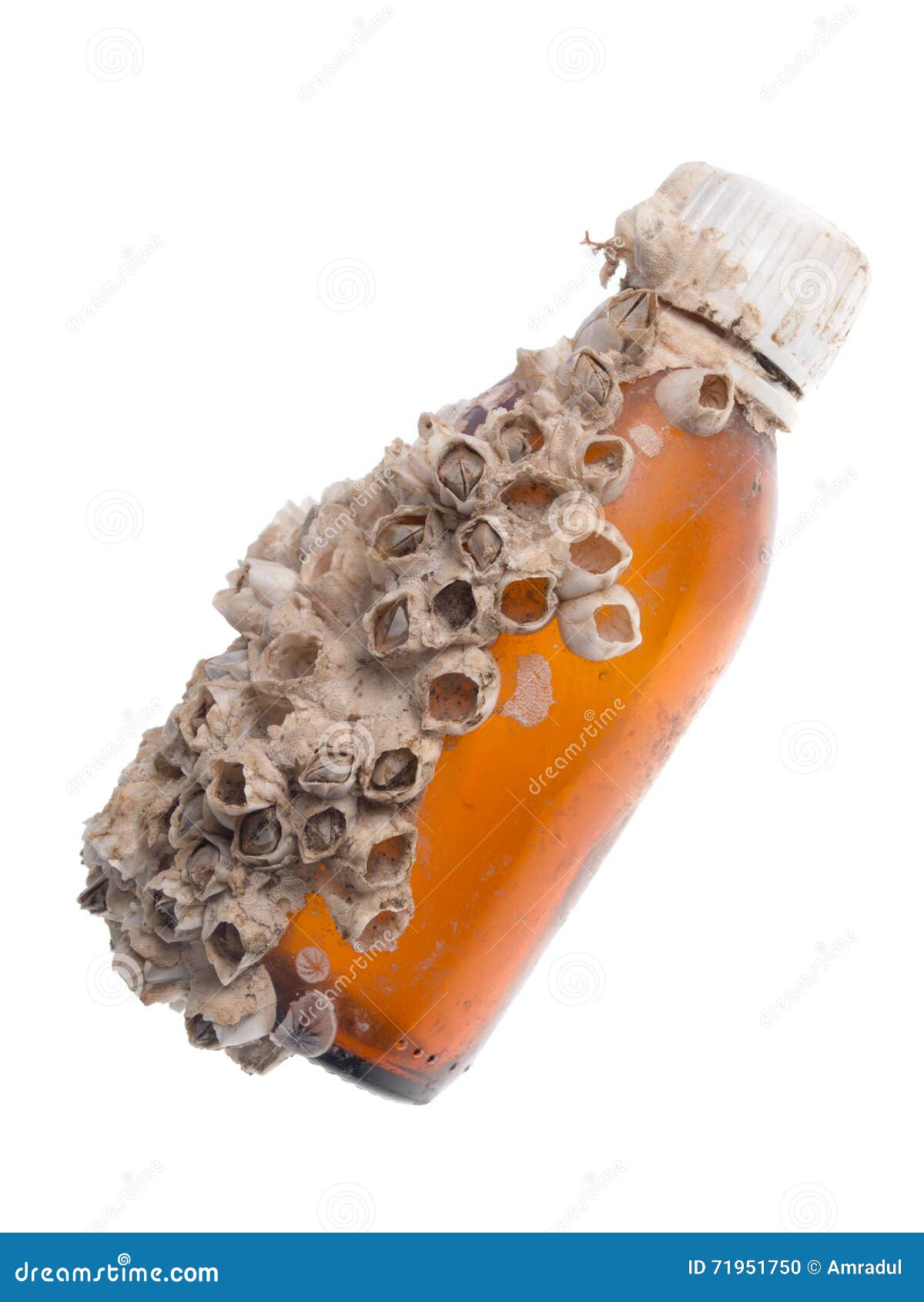 Sea Acorn Colony on a Bottle Stock Photo - Image of garbage, aquatic ...