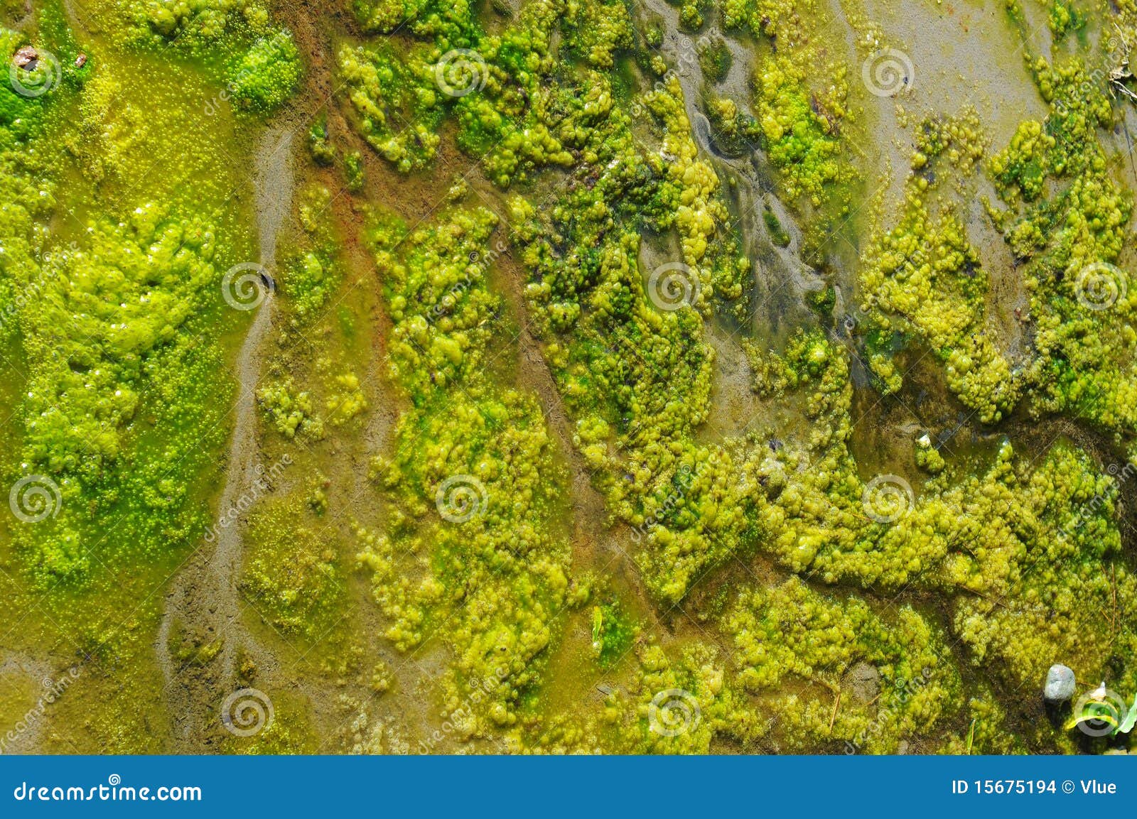 Sea Algae stock photo. Image of grow, blue, marsh, green - 15675194