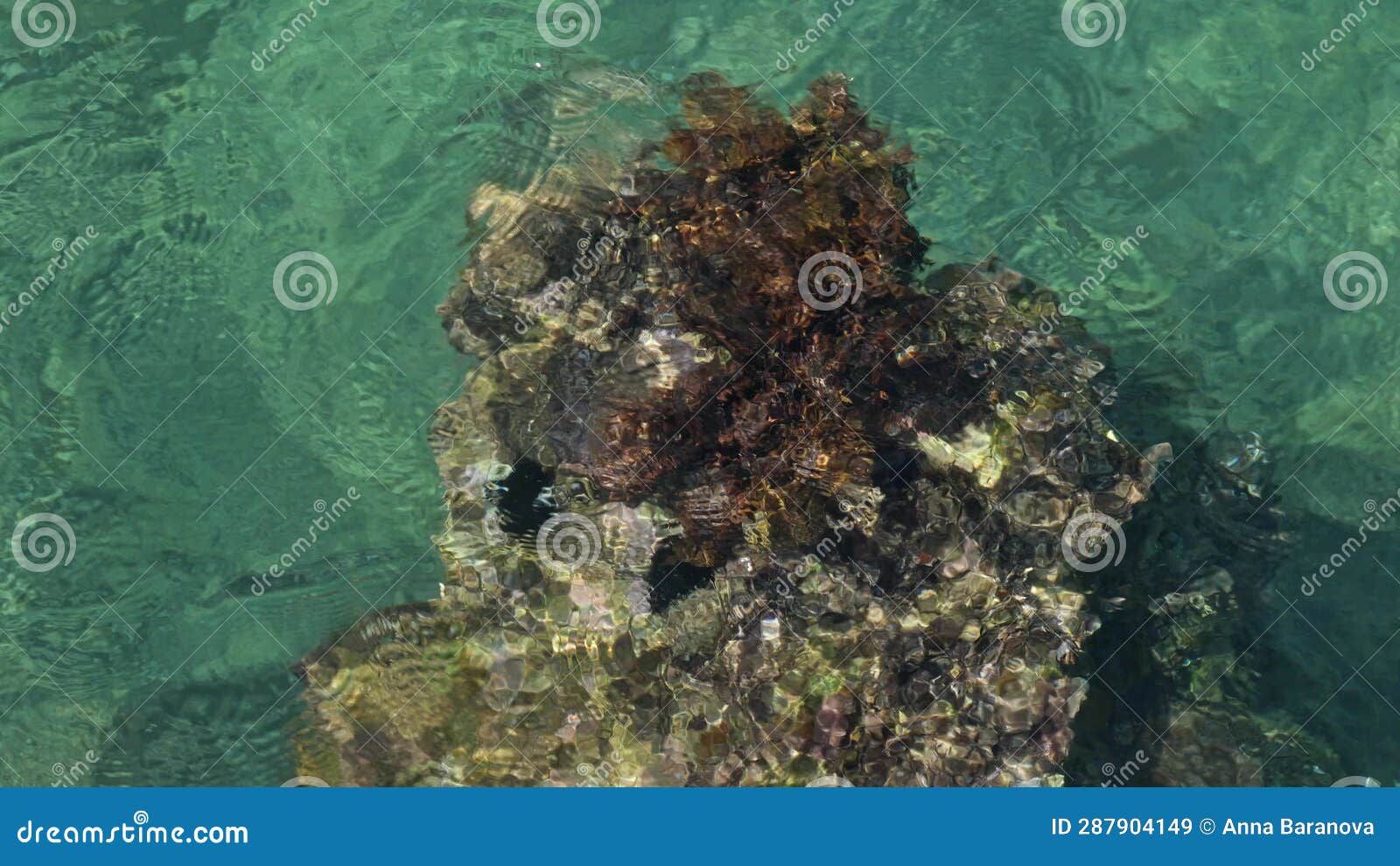 Algae Growing on Rock Waving with Water Waves Stock Video - Video of ...