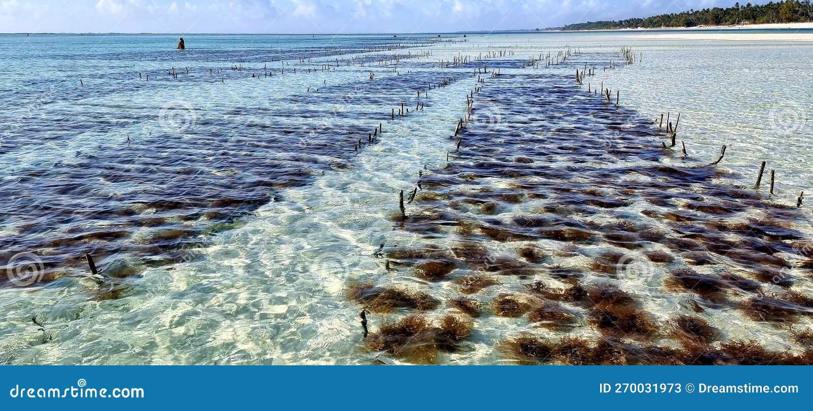 Algae plantation stock image. Image of sand, ocean, wetland - 270031973