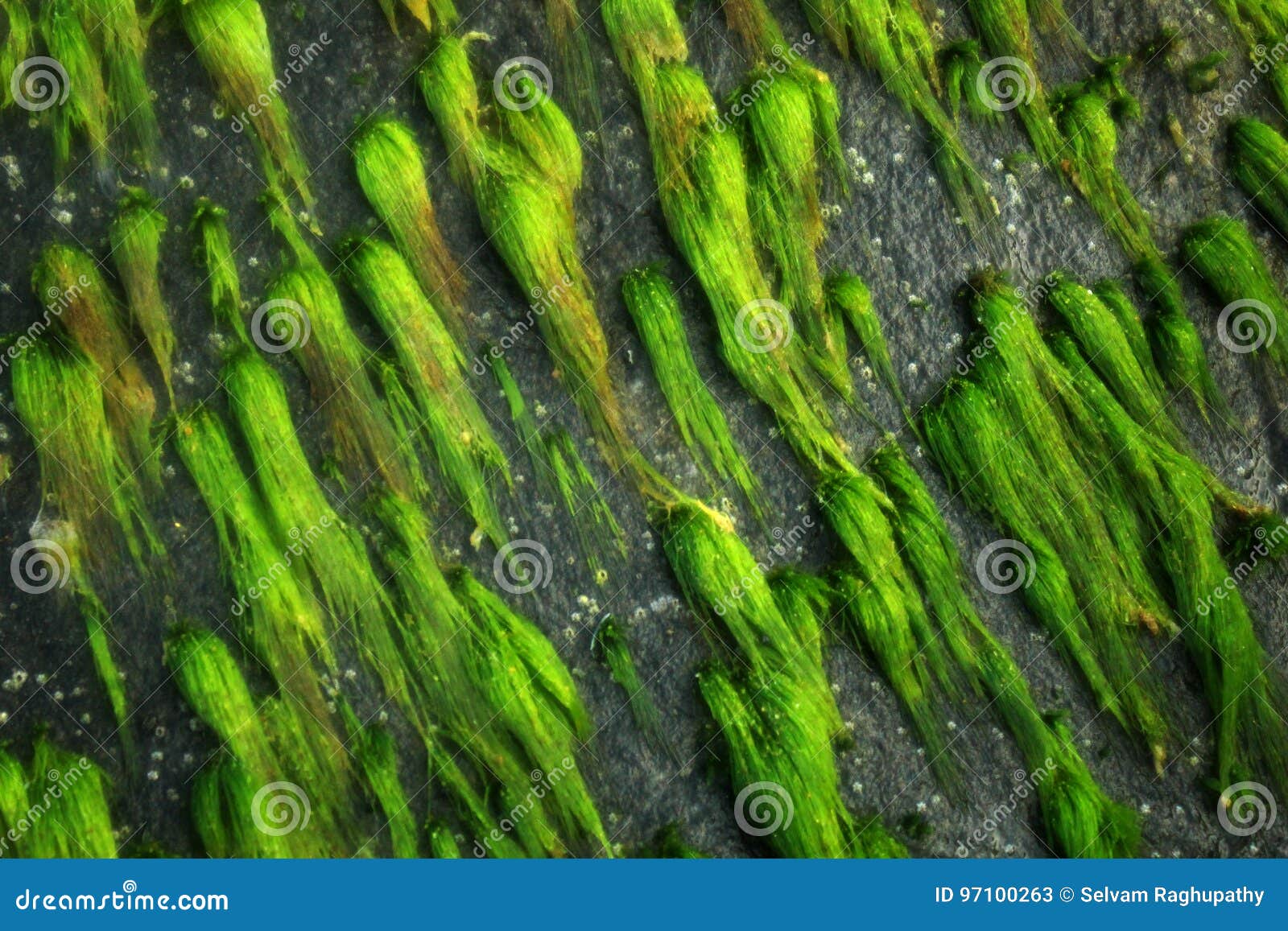 Sea algae on the rock stock image. Image of gross, grow - 97100263